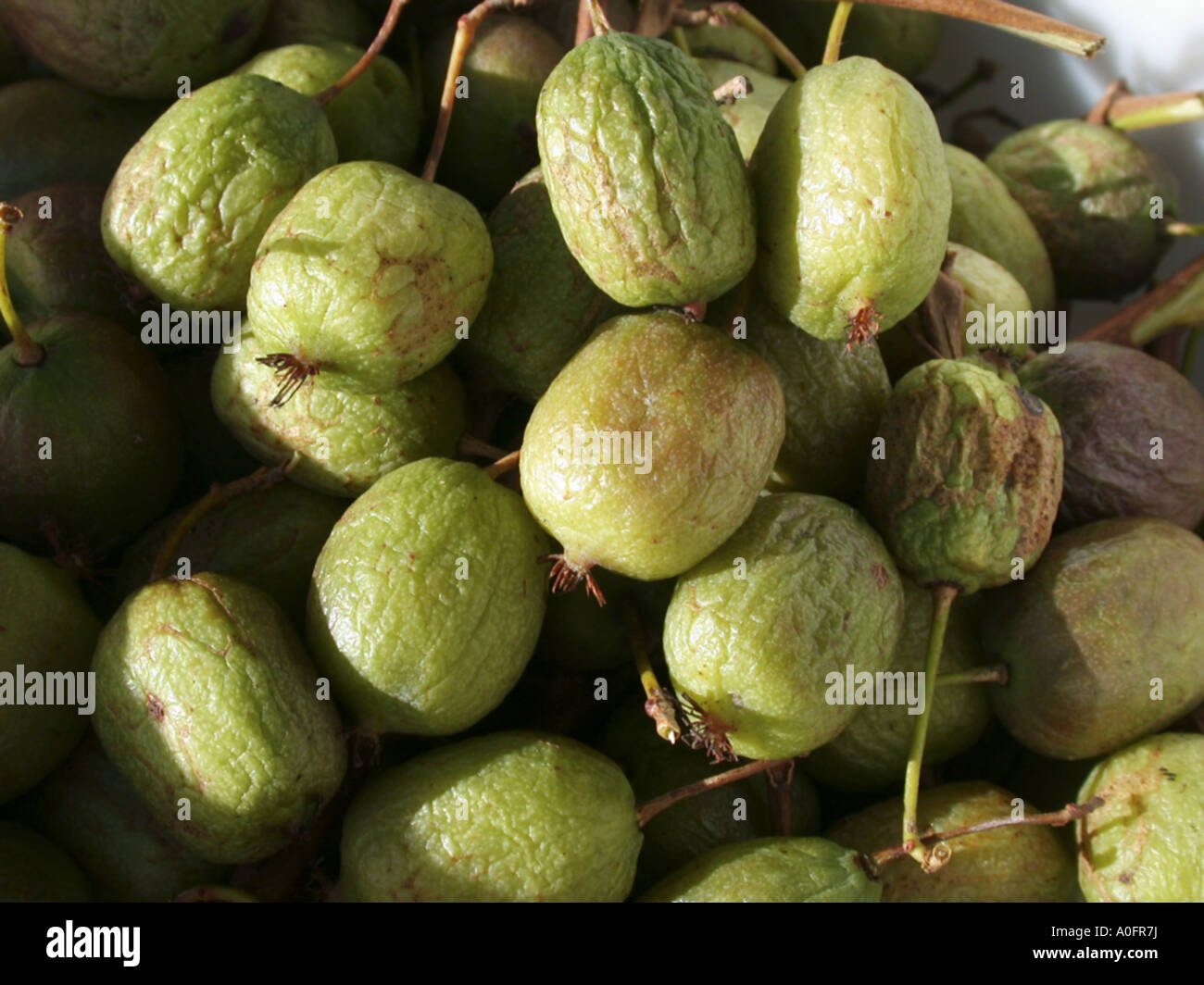 Tara vine hi-res stock photography and images - Alamy