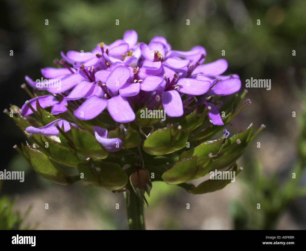 Umbellate High Resolution Stock Photography and Images - Alamy