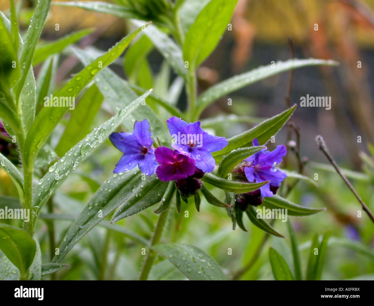 Gromwell herb hi-res stock photography and images - Alamy