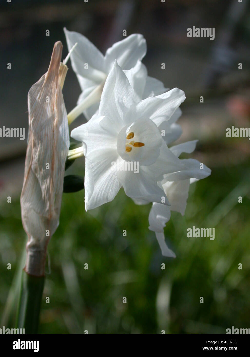 Paper-White Narcissus (Narcissus papyraceus), flowers Stock Photo - Alamy