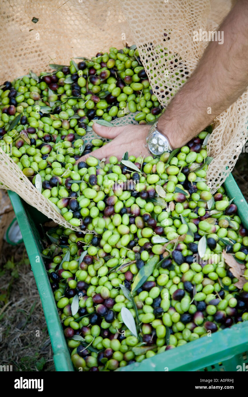 olive picking in tuscany Stock Photo - Alamy