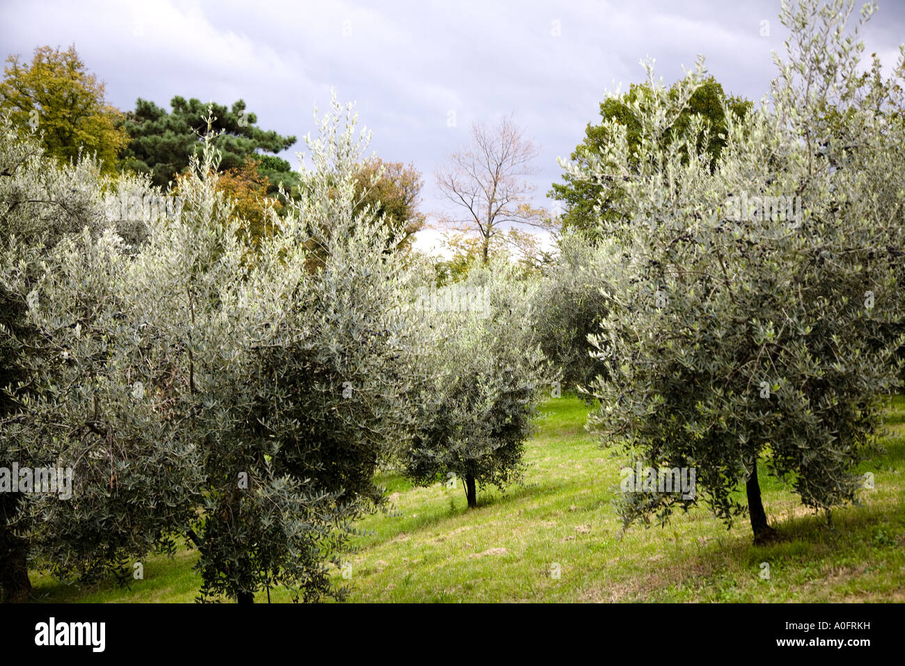 olive trees in tuscany Stock Photo - Alamy