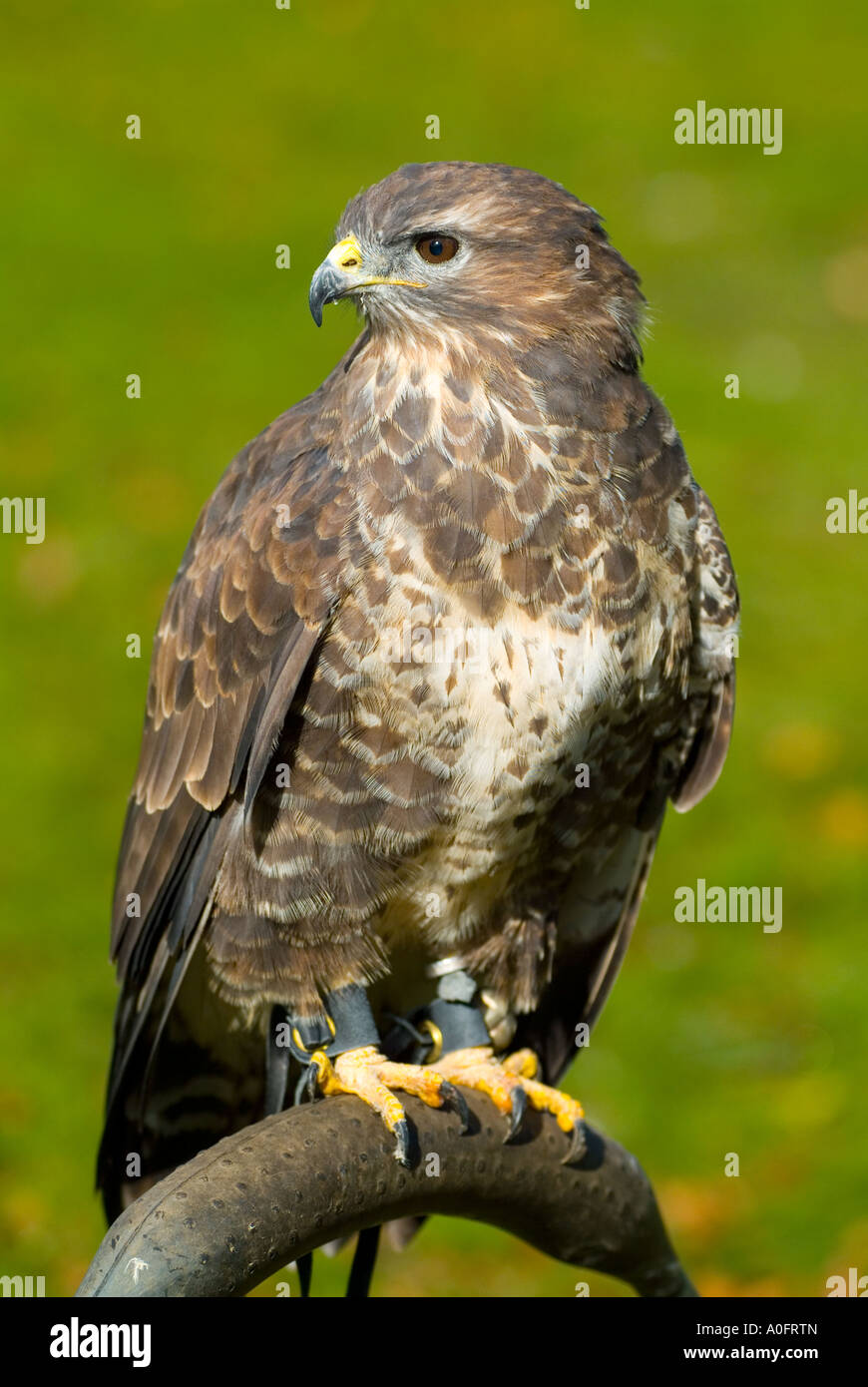 Kestral hi-res stock photography and images - Alamy