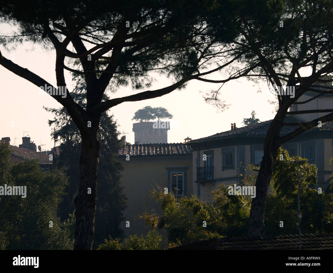The Torre Guinigi tower in Lucca Tuscany Italy is a famous landmark ...