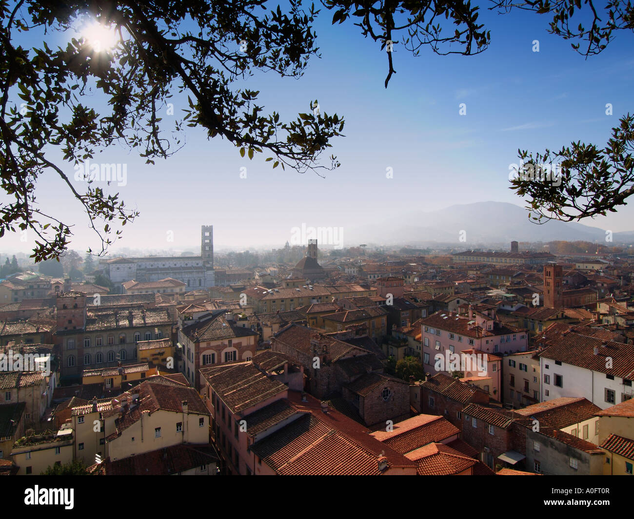 View of Lucca Tuscany Italy from the top of the Torre Guinigi tower the ...