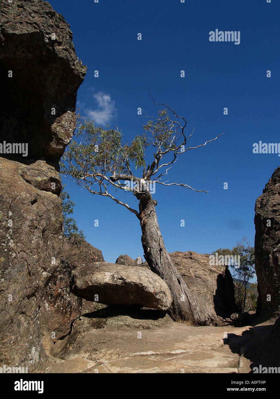 tree at Hanging Rock Stock Photo - Alamy