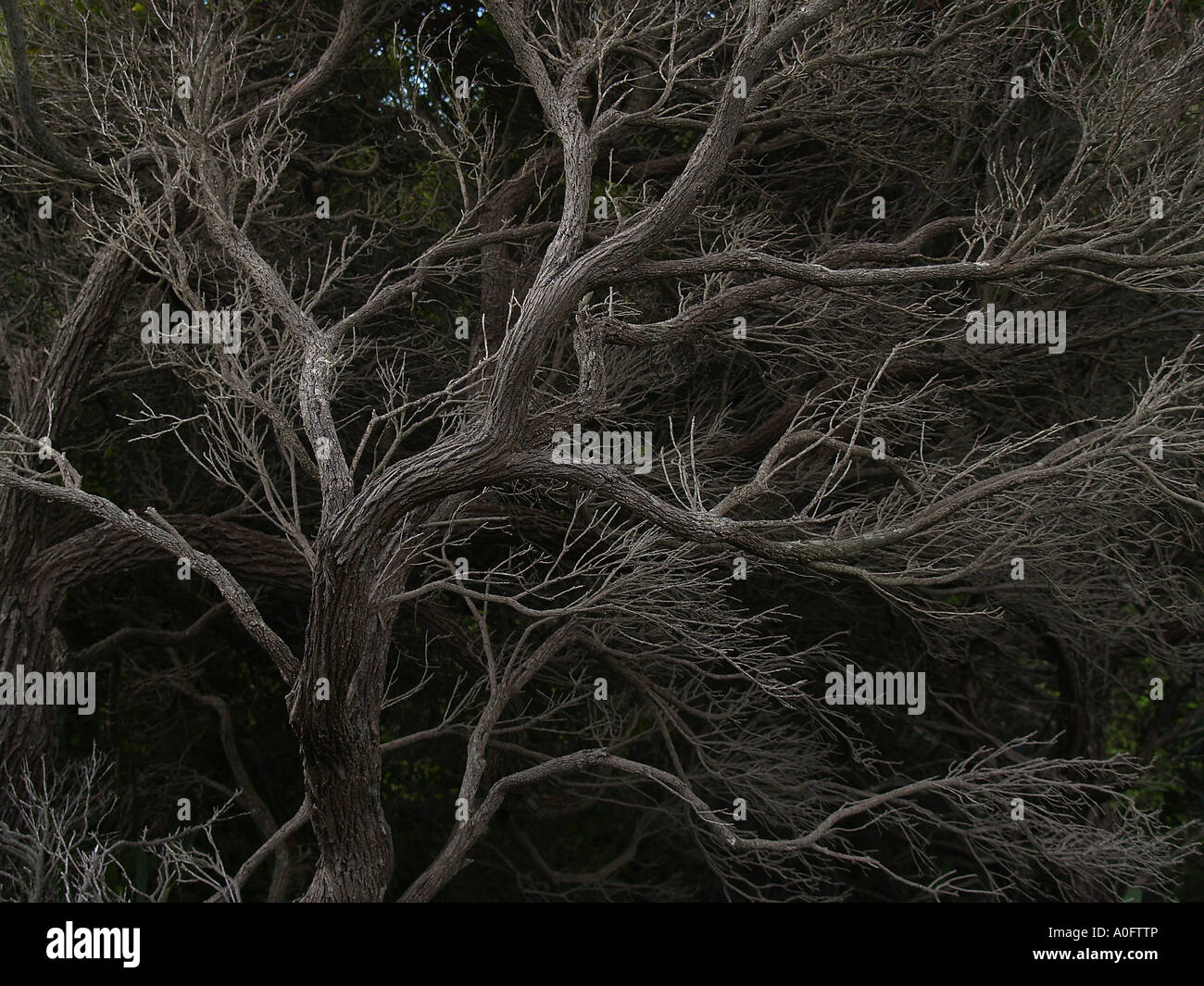 Twisted tea tree hi-res stock photography and images - Alamy