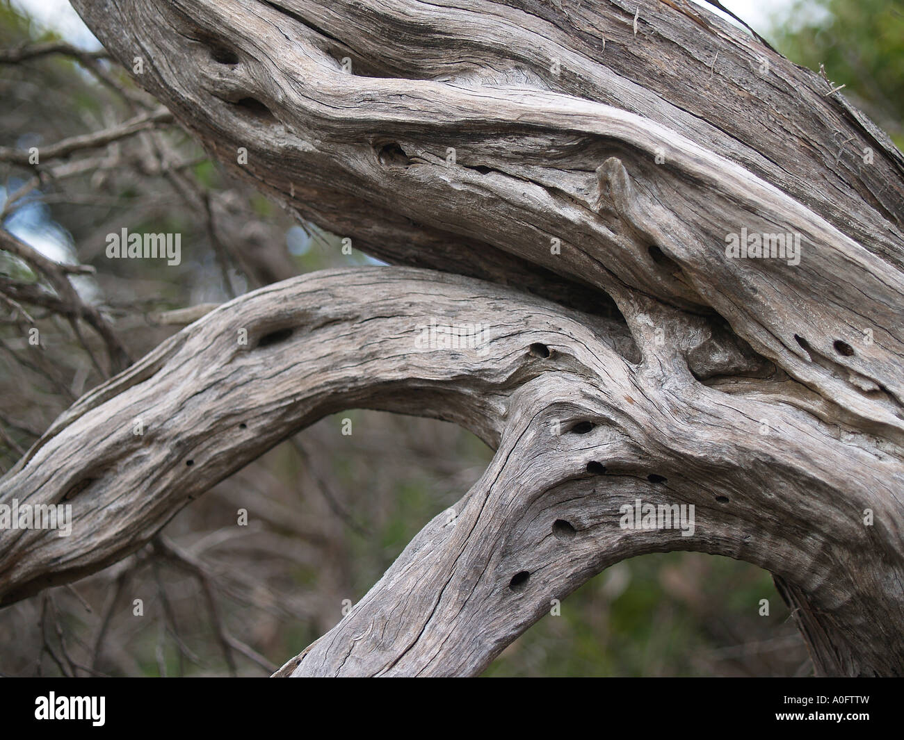 Twisted tea tree hi-res stock photography and images - Alamy