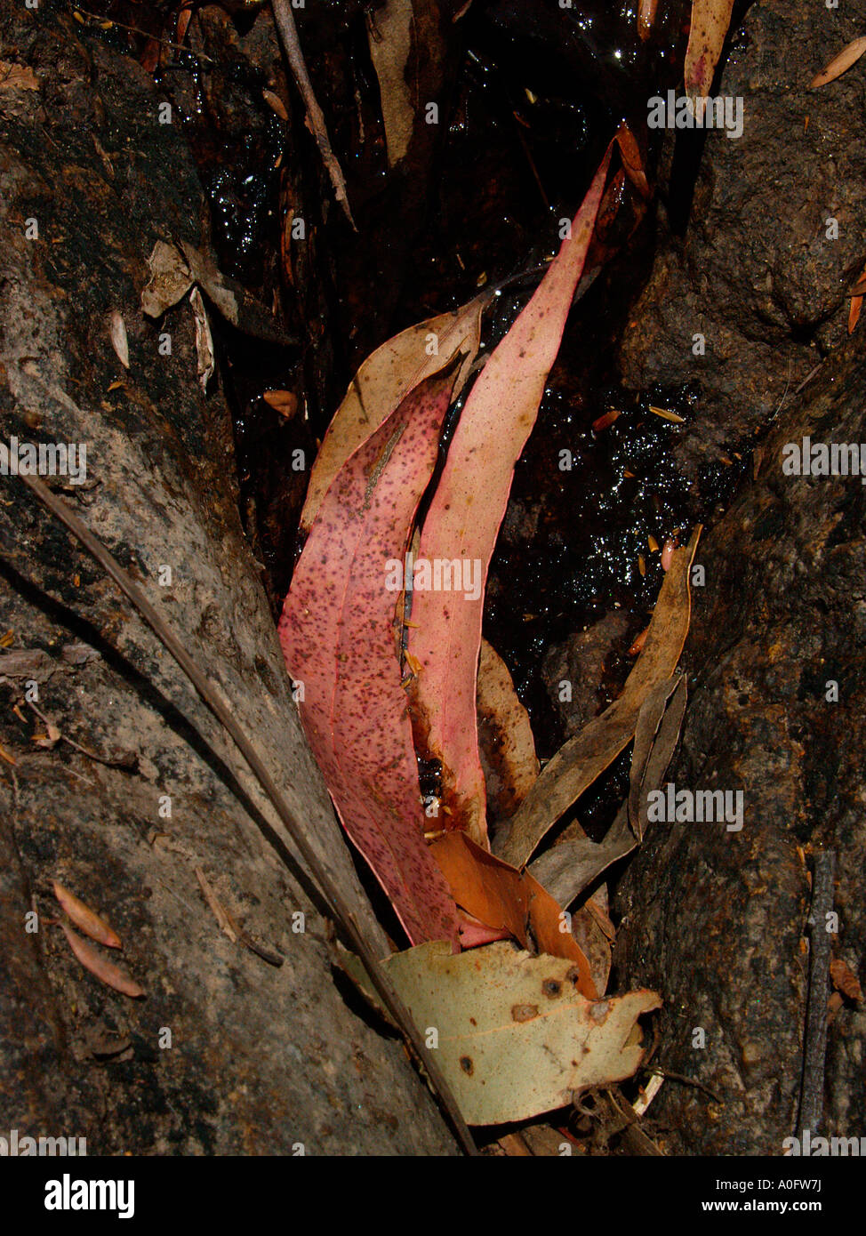 leaf in water murrundindi cascades Stock Photo - Alamy