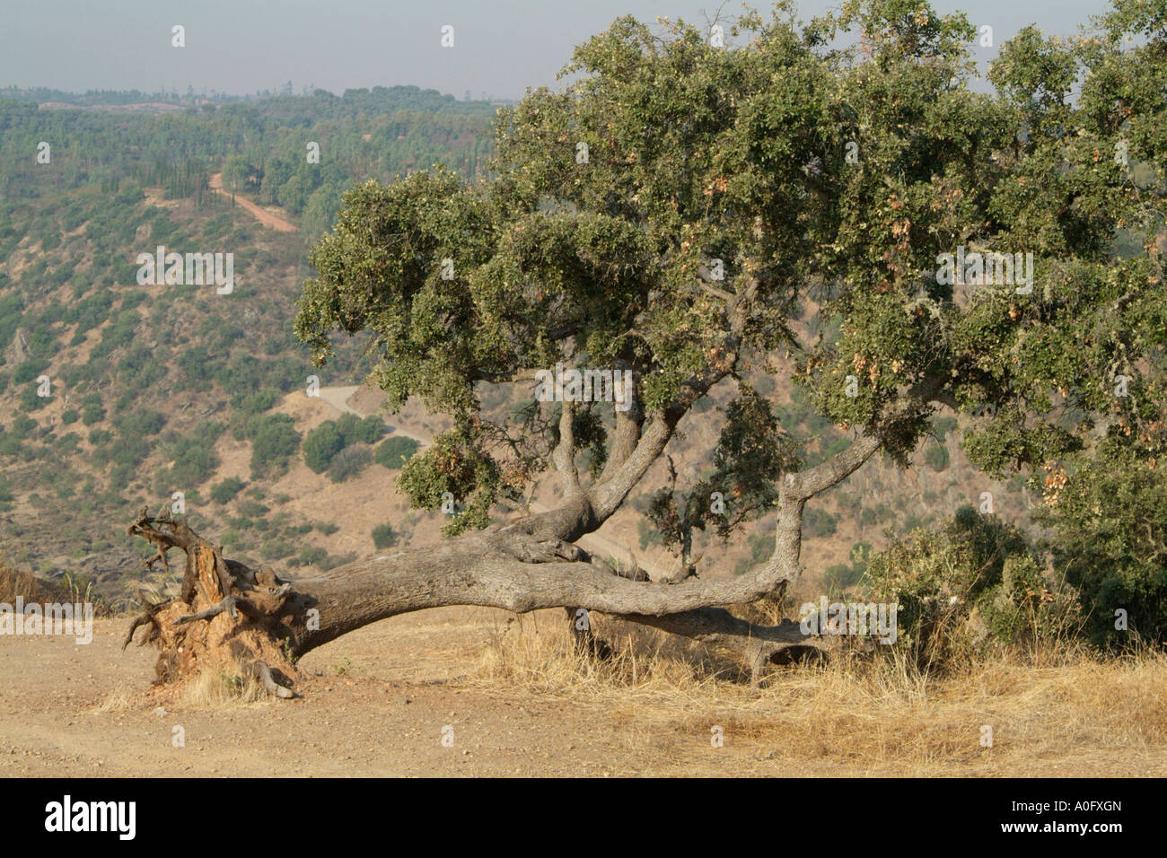 Big cork tree large hi-res stock photography and images - Alamy