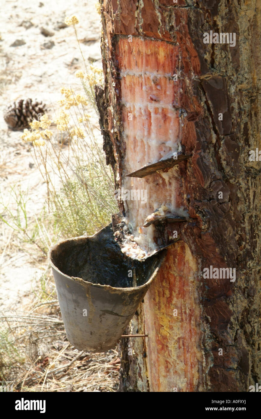 Resin tapping hi-res stock photography and images - Alamy