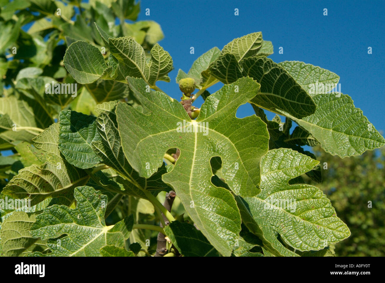 fig tree in Portugal (Ficus carica Stock Photo - Alamy