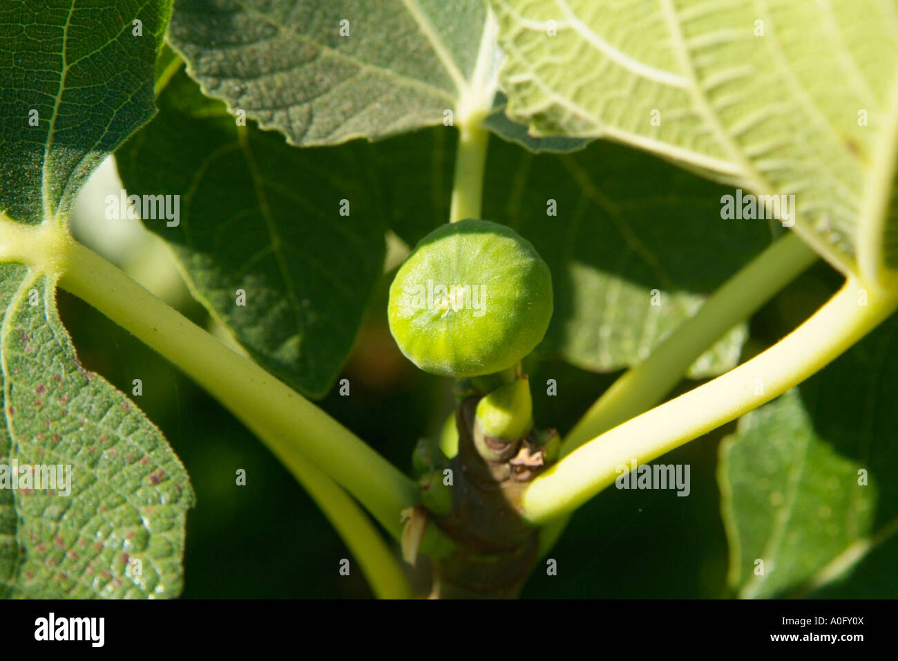 fig tree in Portugal (Ficus carica Stock Photo - Alamy
