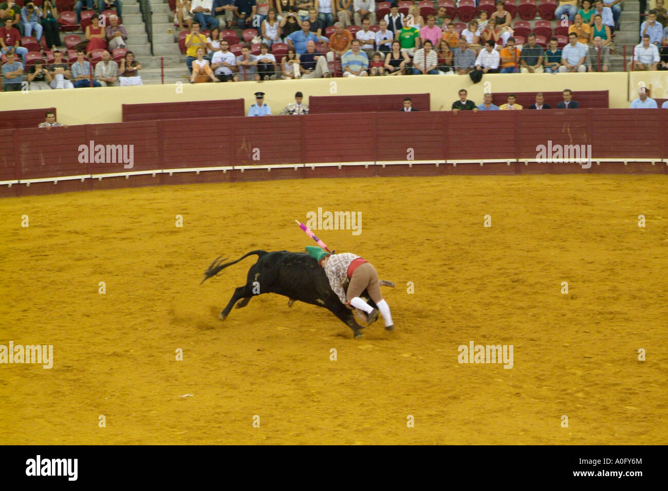 Man catching bull hi-res stock photography and images - Alamy