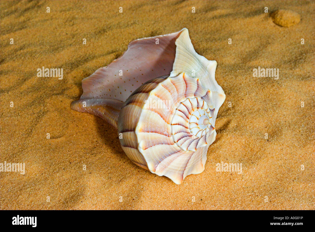 Exotic sea shell washed up on a beach Stock Photo - Alamy