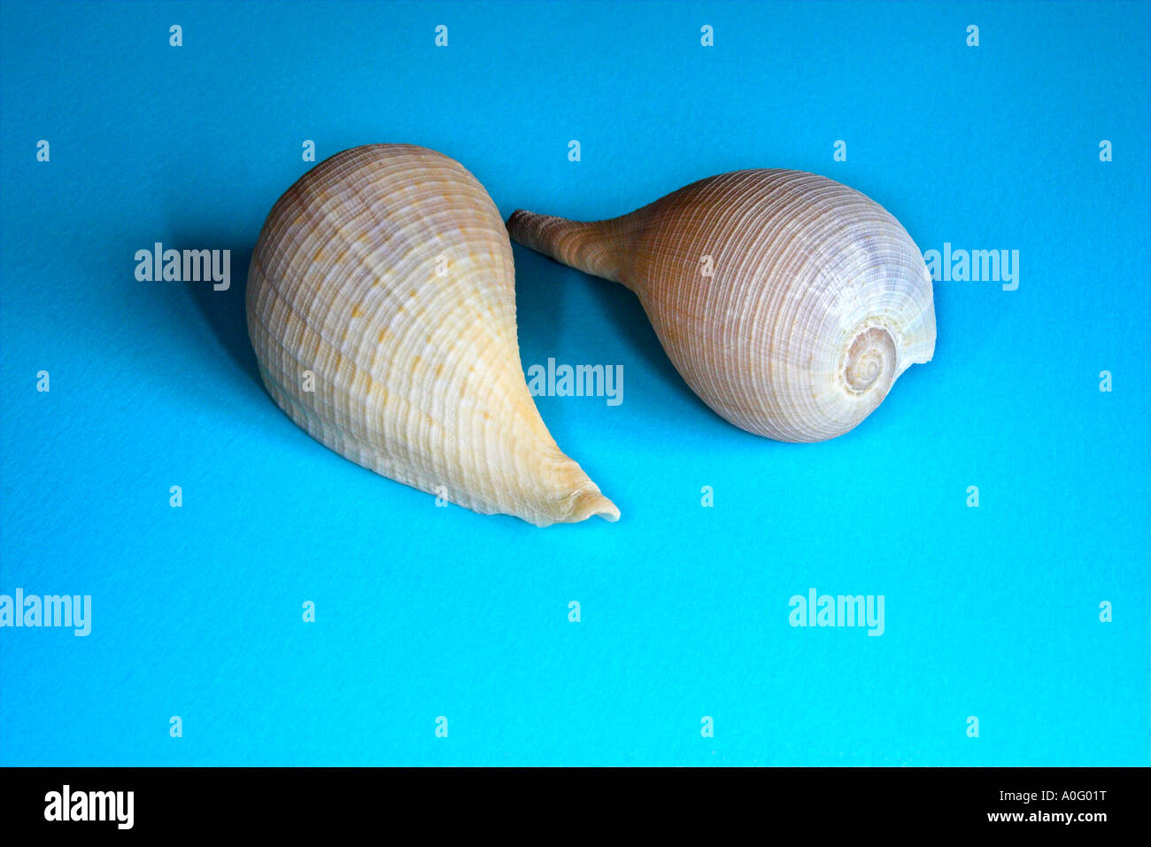 Two shells hi-res stock photography and images - Alamy