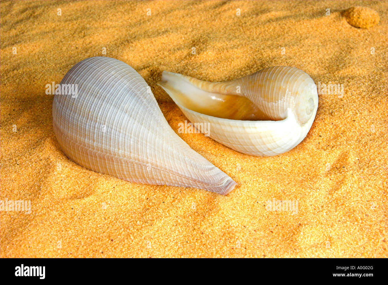 Two spiral shells hi-res stock photography and images - Alamy