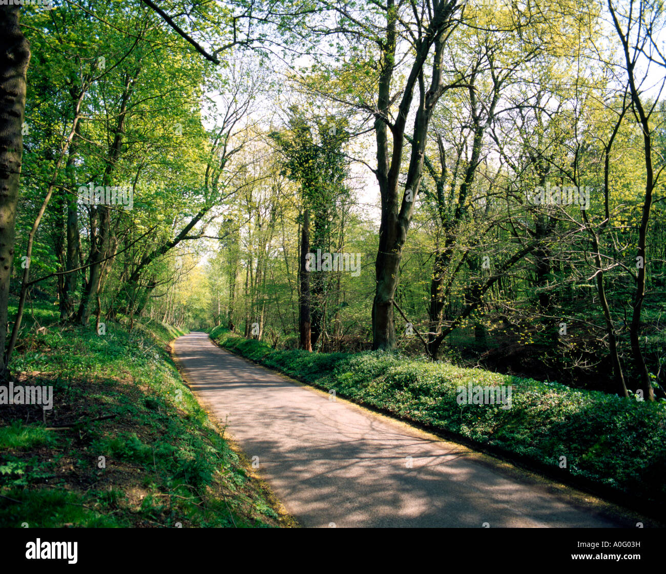 Woodland country lane hi-res stock photography and images - Alamy