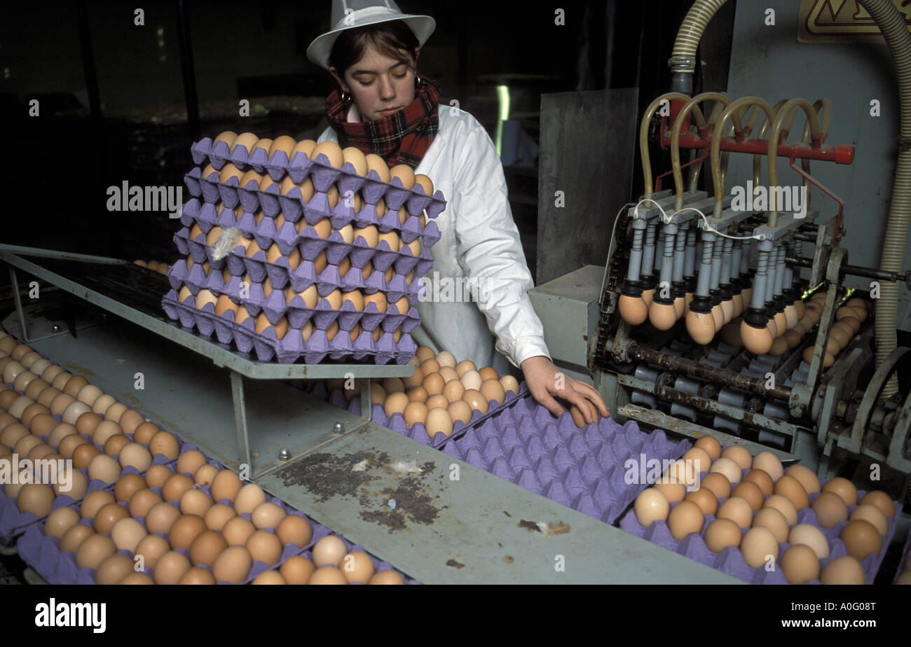 Chicken egg sorting and checking area at Bank Farm Adlington Kent Stock ...