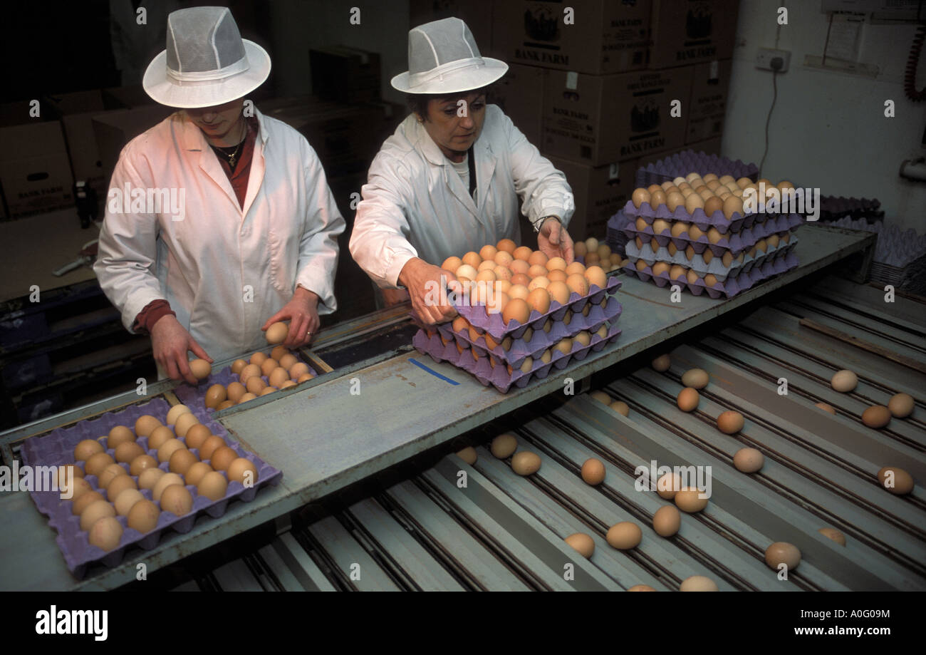 Chicken egg sorting and checking area at Bank Farm Adlington Kent Stock ...