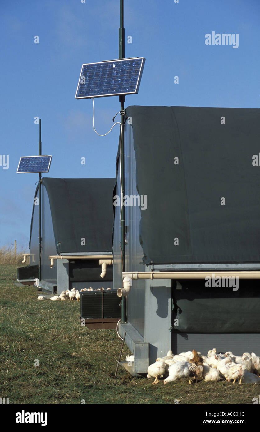 Solar electric cells on free range chicken sheds to power feed hopper ...