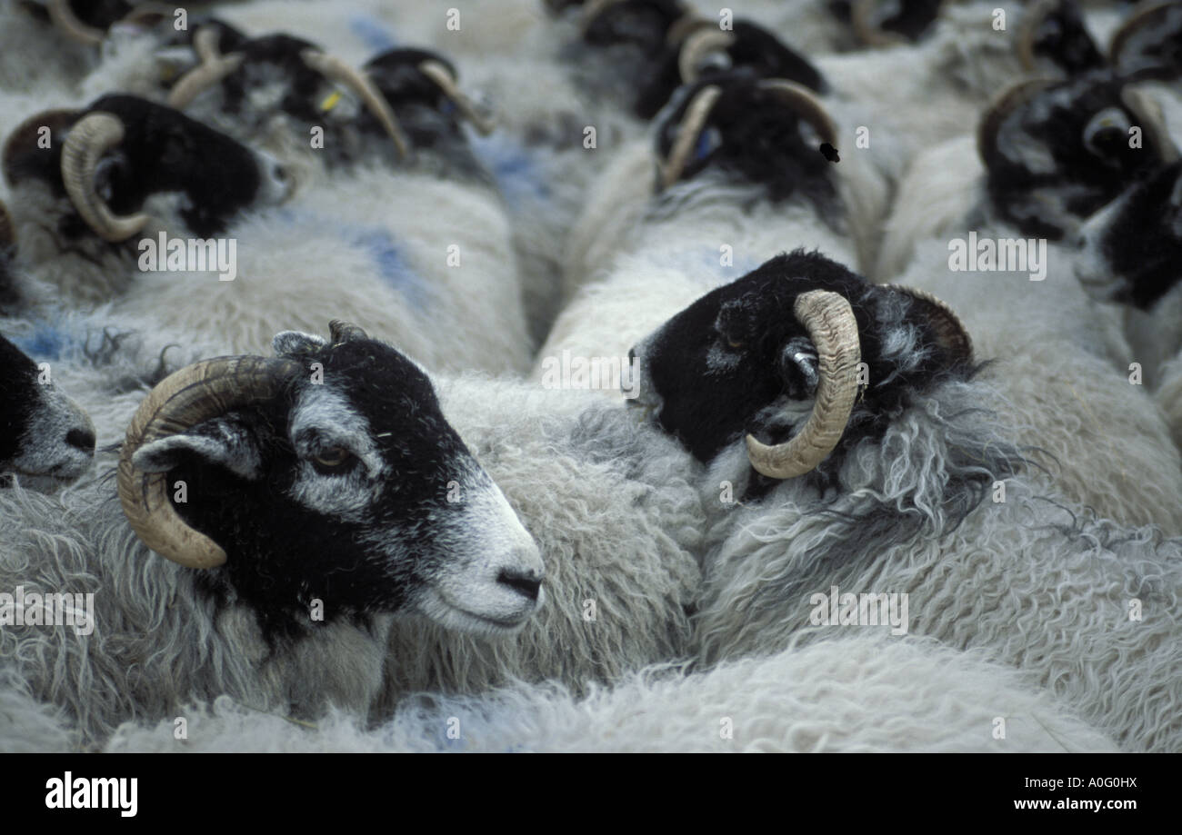 Sheep scab hi-res stock photography and images - Alamy