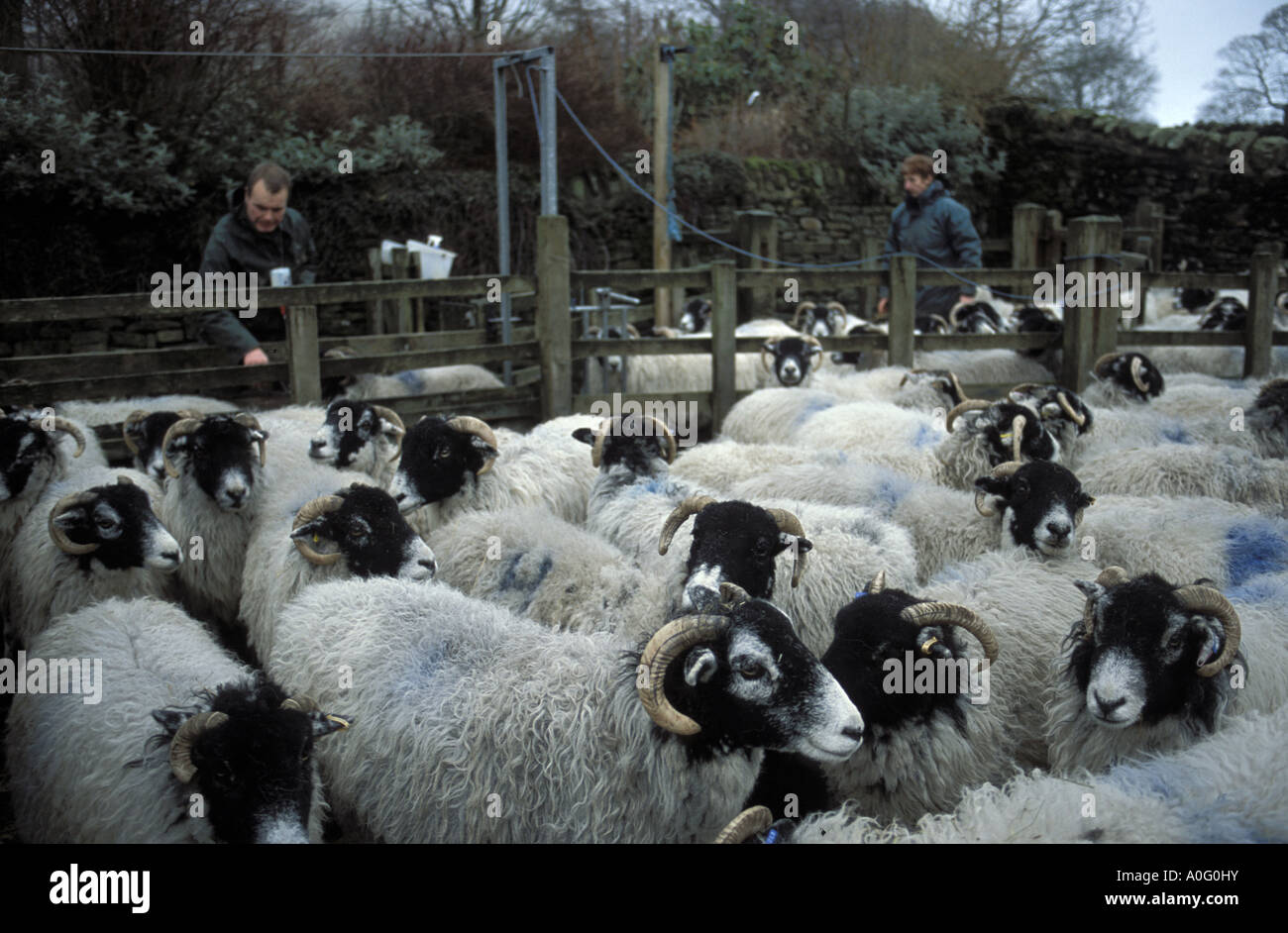Robert Helliwell farmer at Upper Booth Farm Edale in the Peak district ...