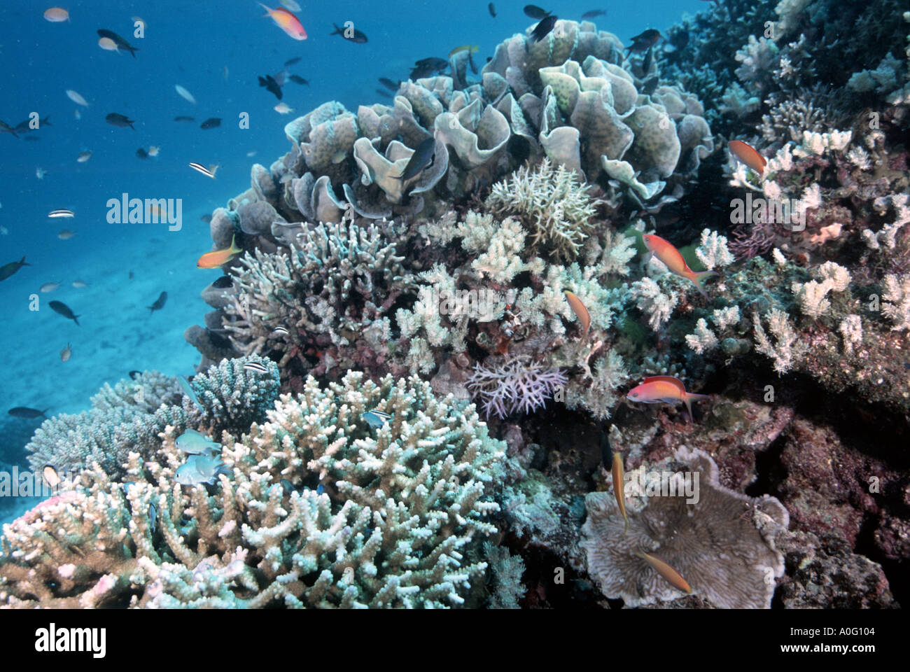 Coral reef with small fish Great Barrier Reef Australia Stock Photo - Alamy