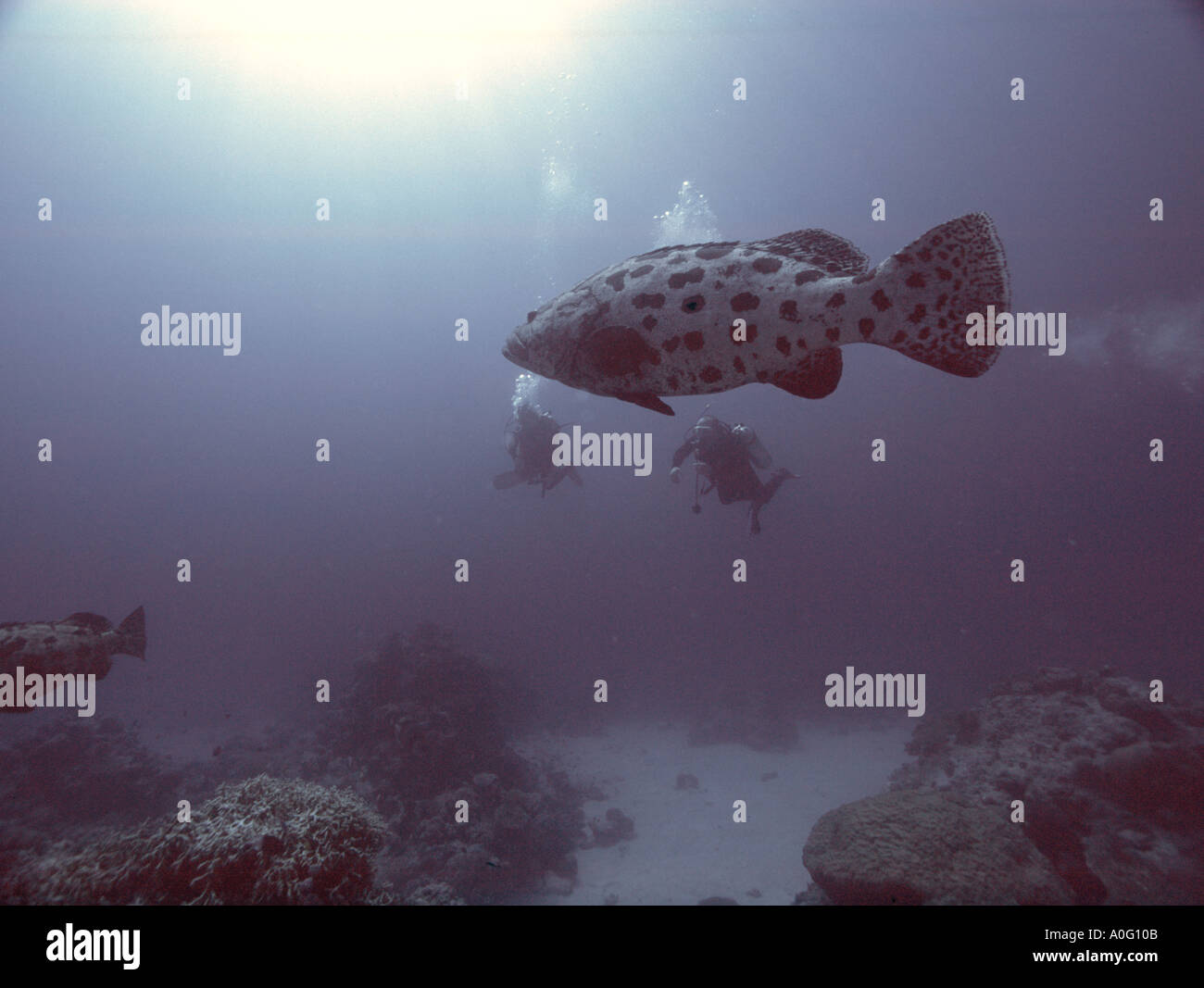 Large potato cod Epinephelus tukula with 2 scuba divers in background ...