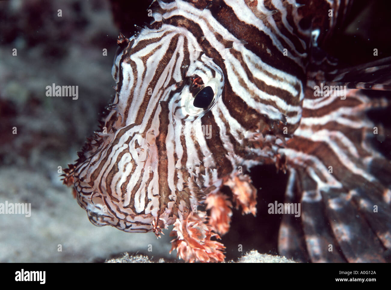 Face of common lionfish Pterois volitans Code Hole Great Barrier Reef ...