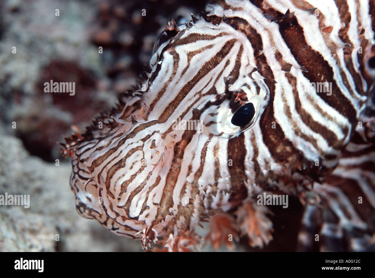 Face of common lionfish Pterois volitans Code Hole Great Barrier Reef ...