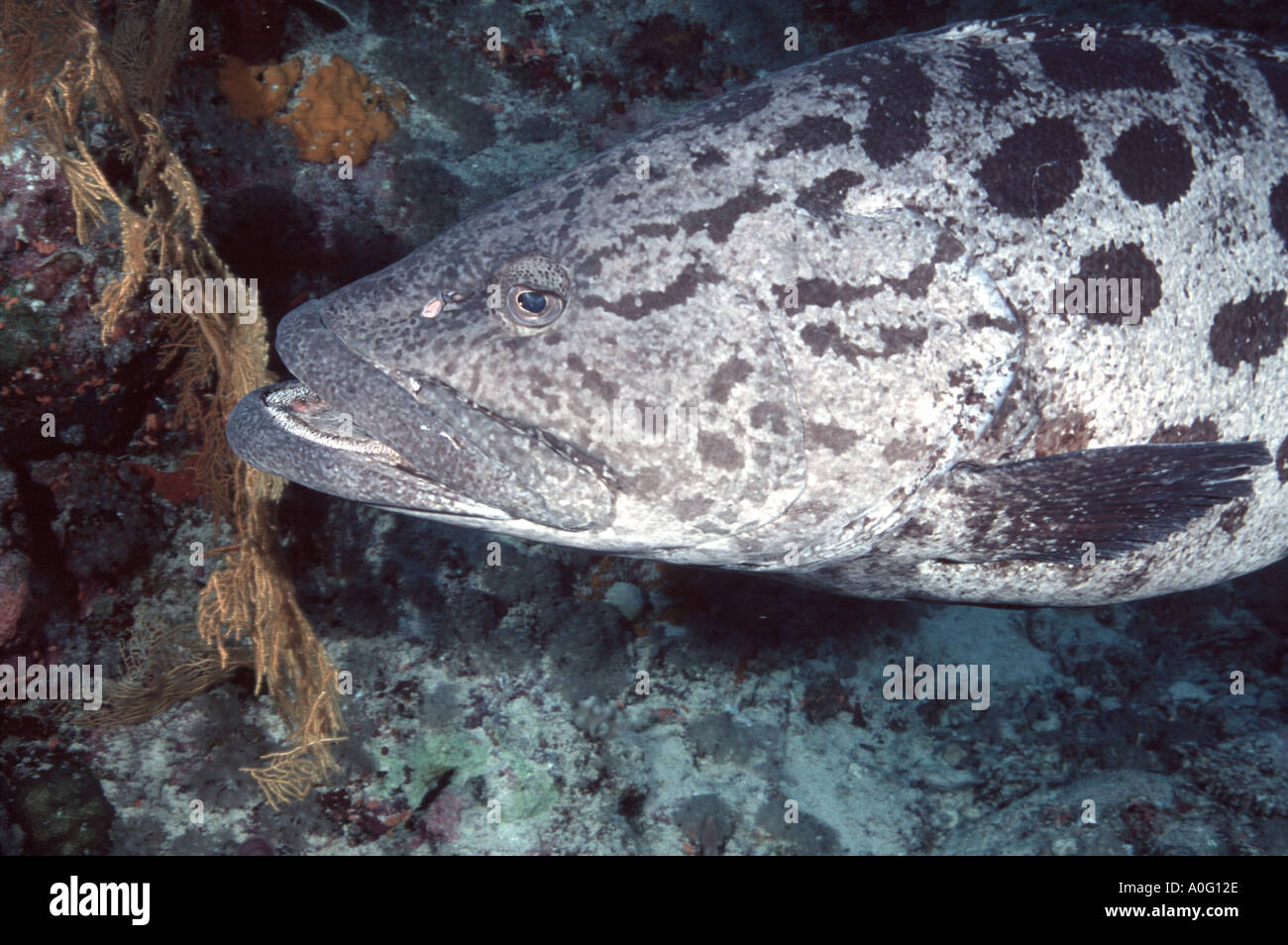 Black grouper Epinephelus sp Ospray Reef Coral Sea Australia Stock ...