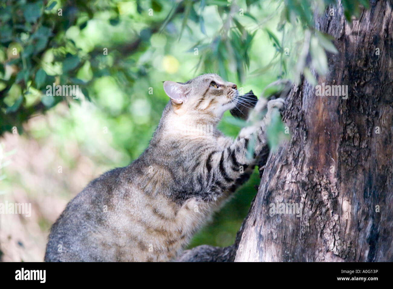 Tabby cat using an olive tree as a scratching post Tabby cat using an ...