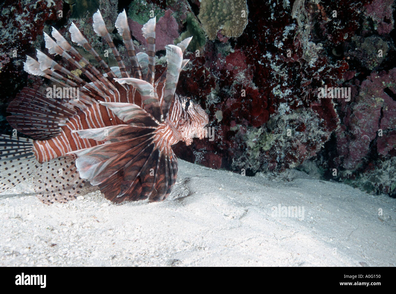 Common lionfish Pterois volitans swimming over sand on Great Barrier ...