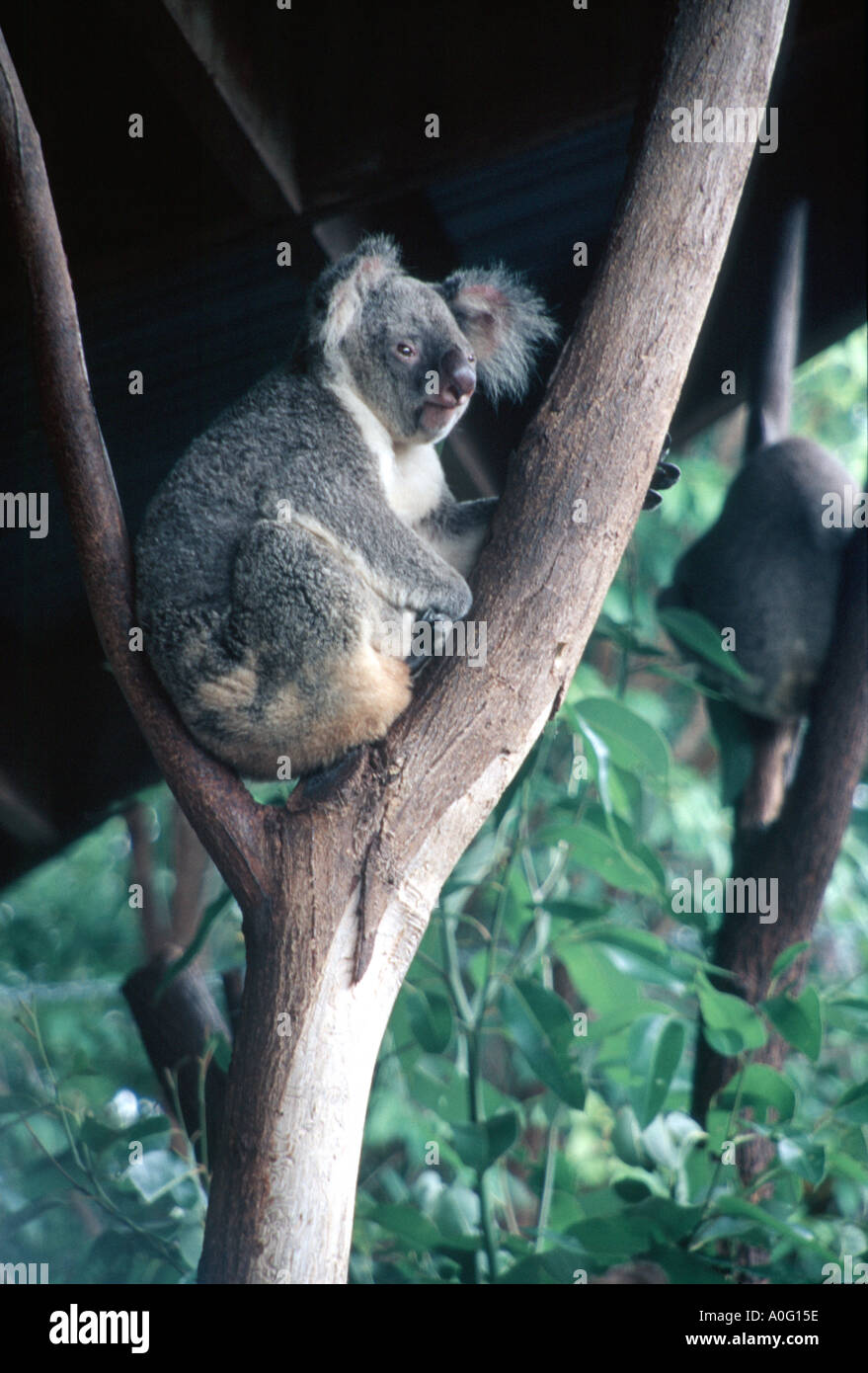Koala in tree at Habitat Wildlife Sanctuary Port Douglas Stock Photo ...