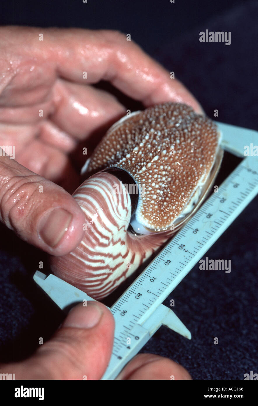 Calipers animal hi-res stock photography and images - Alamy