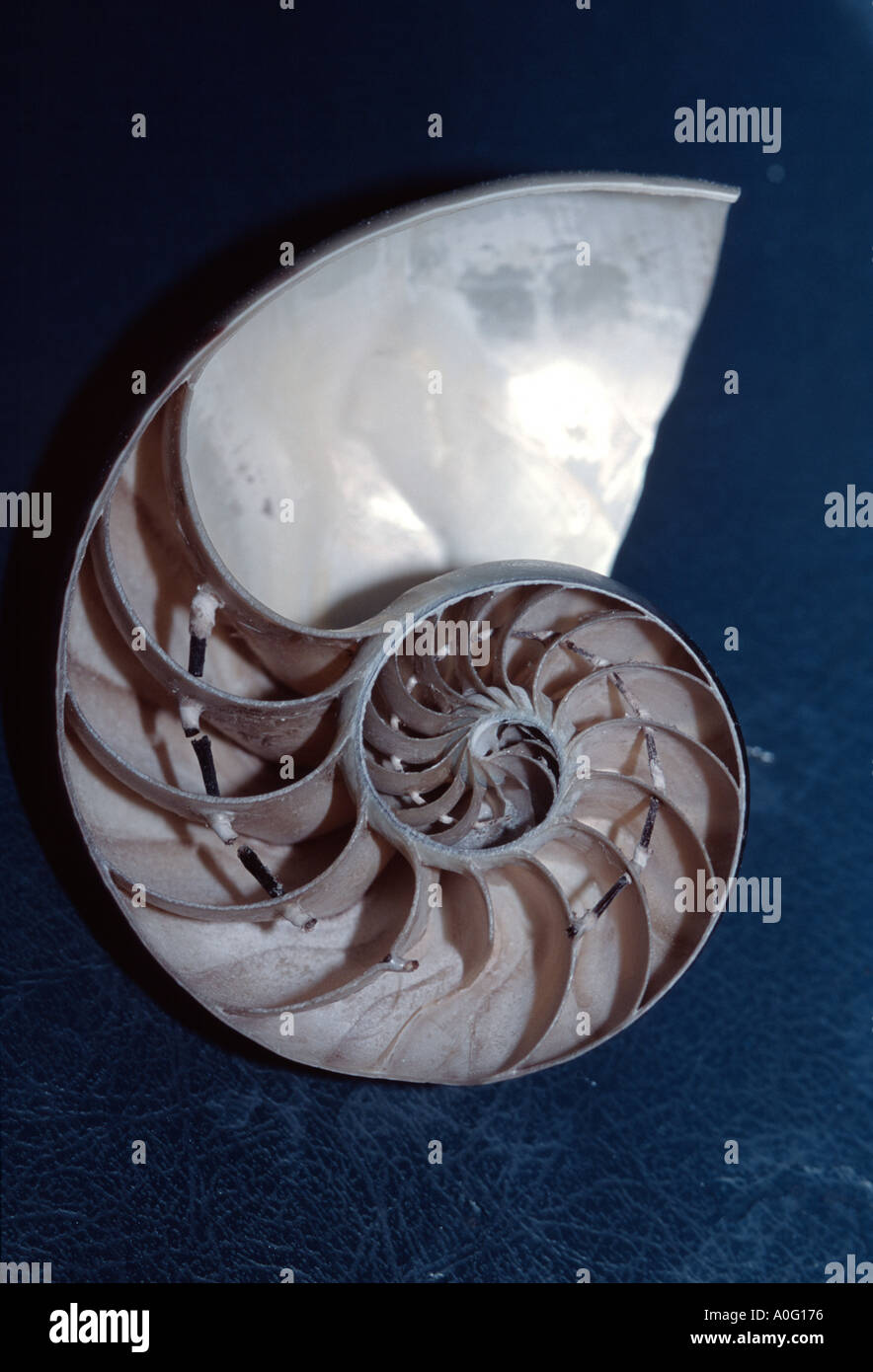 Cross section chambered nautilus shell hi-res stock photography and ... Cross section chambered nautilus shell hi-res stock photography and ...