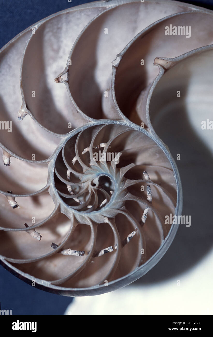 Section through the shell of a chambered nautilus Nautilus pompilius ...