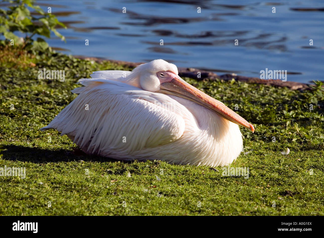 European White Pelican ( Pelecanus onocrotalus Stock Photo - Alamy