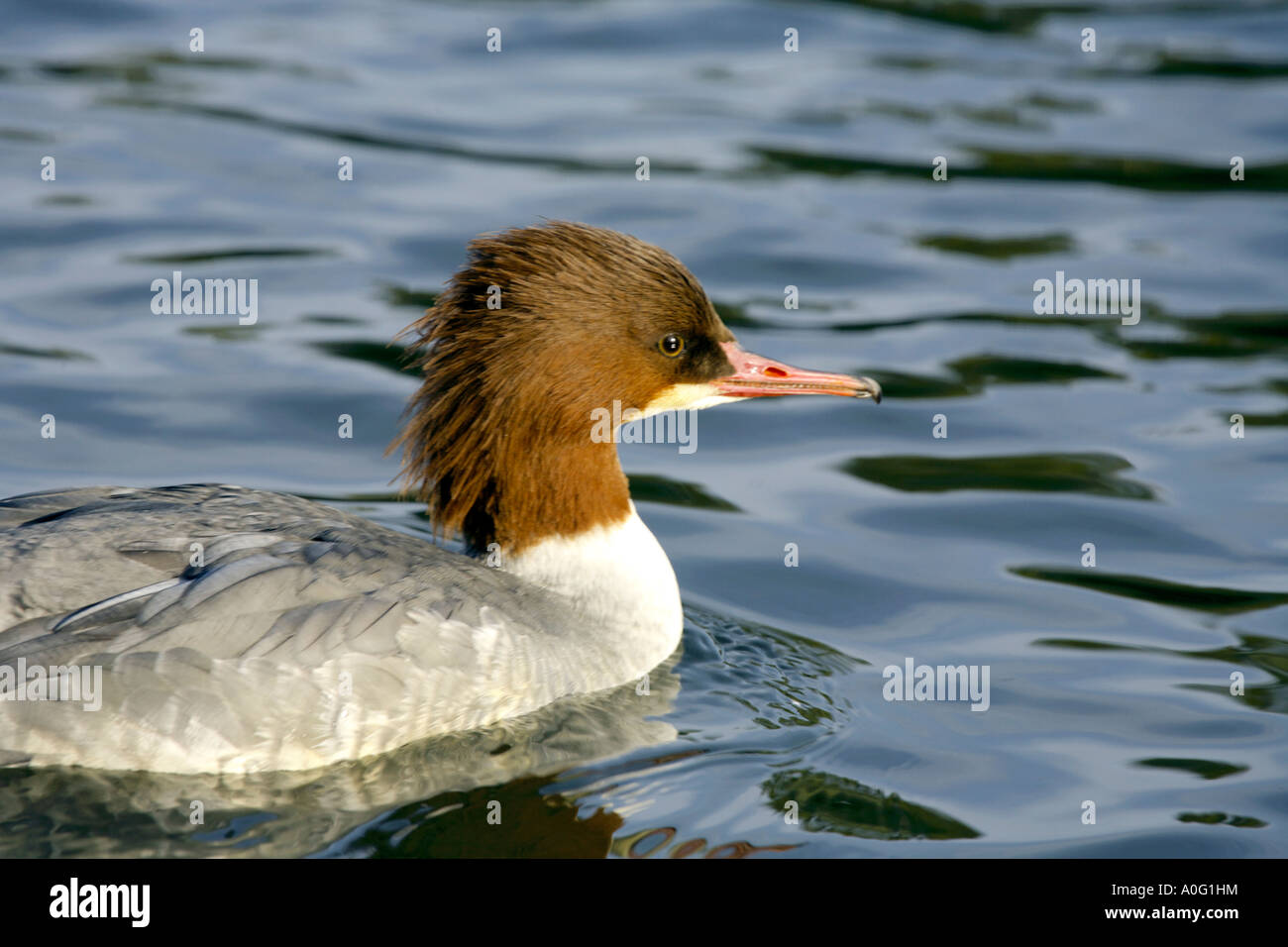 female goosander (Mergus merganser Stock Photo - Alamy