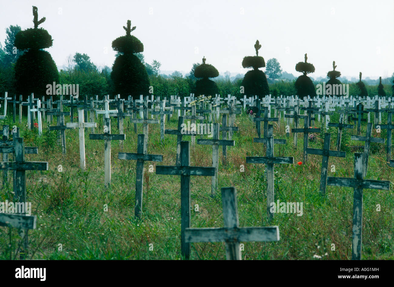 Hedges carved into crosses.Second world war rememberence war graves ...