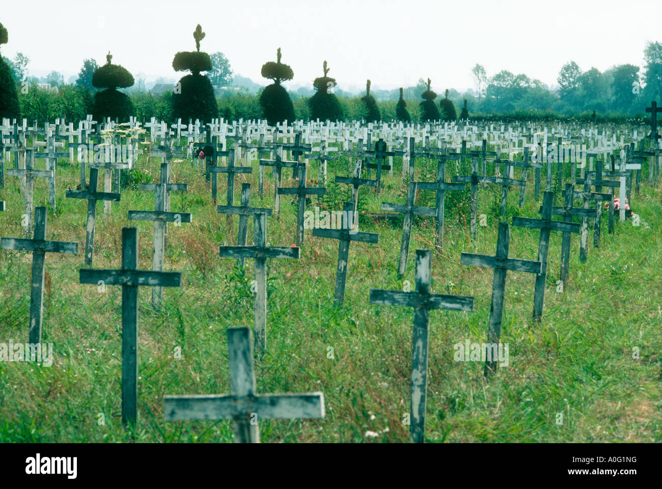 Hedges carved into crosses.Second world war rememberence war graves ...