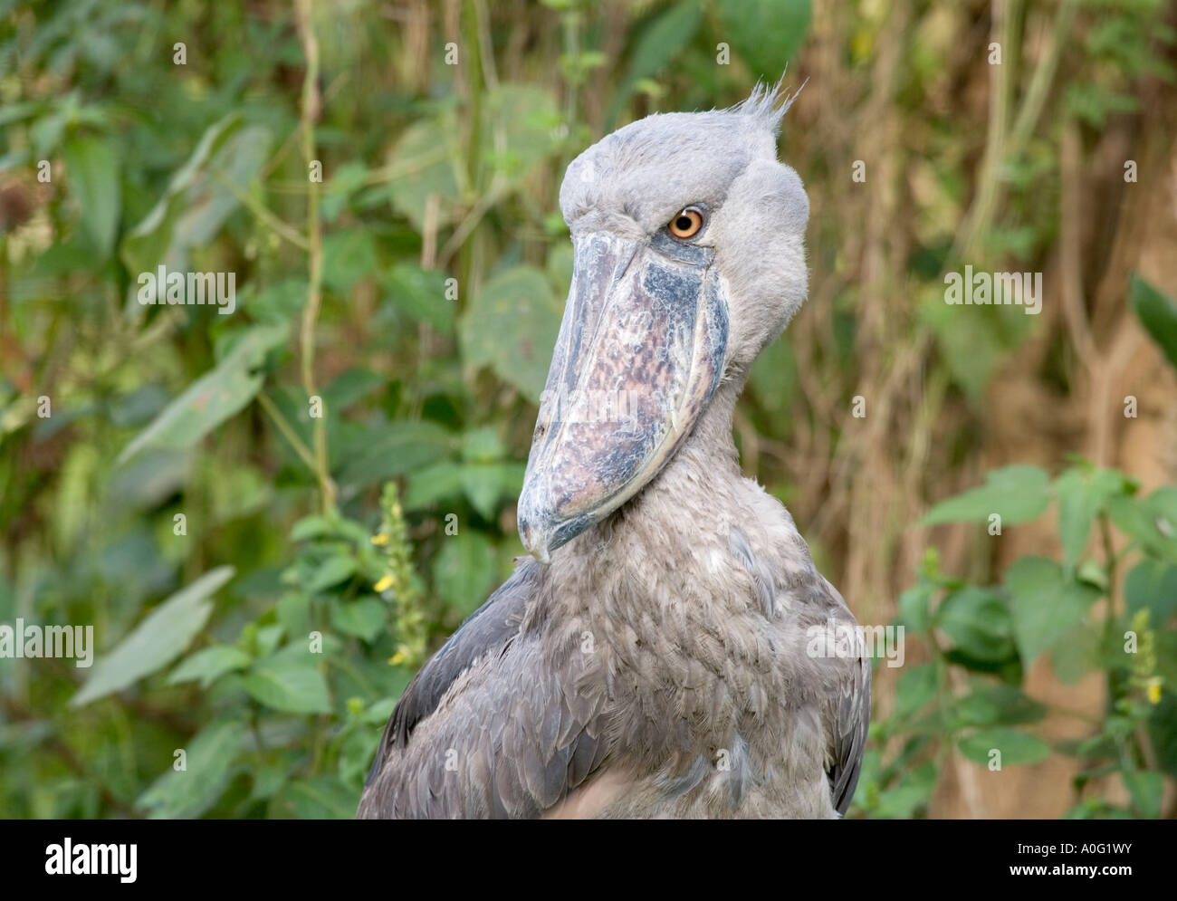 Large shoebill hi-res stock photography and images - Alamy