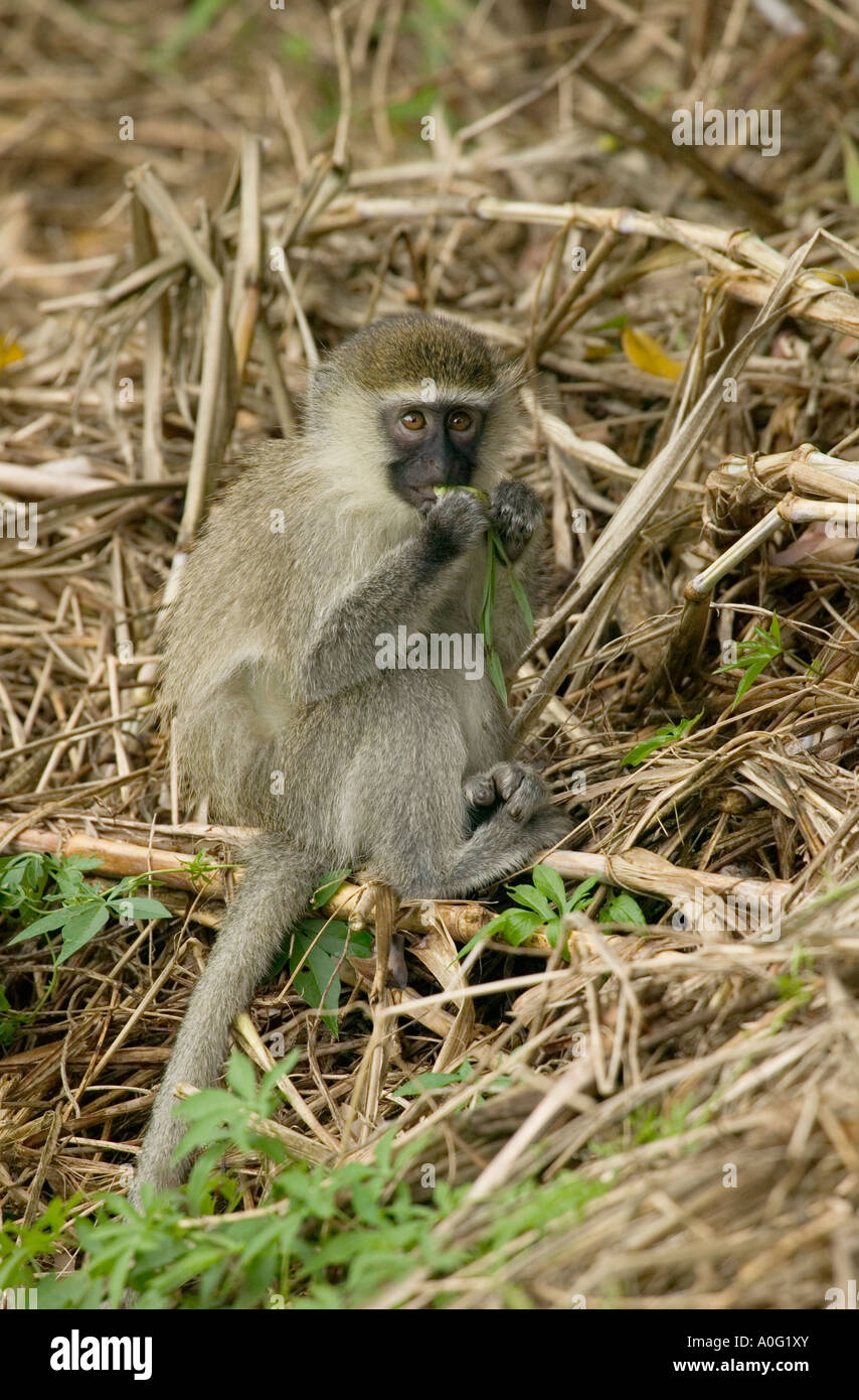 Vervet Monkey Ceropiyhecus aethiops Stock Photo - Alamy