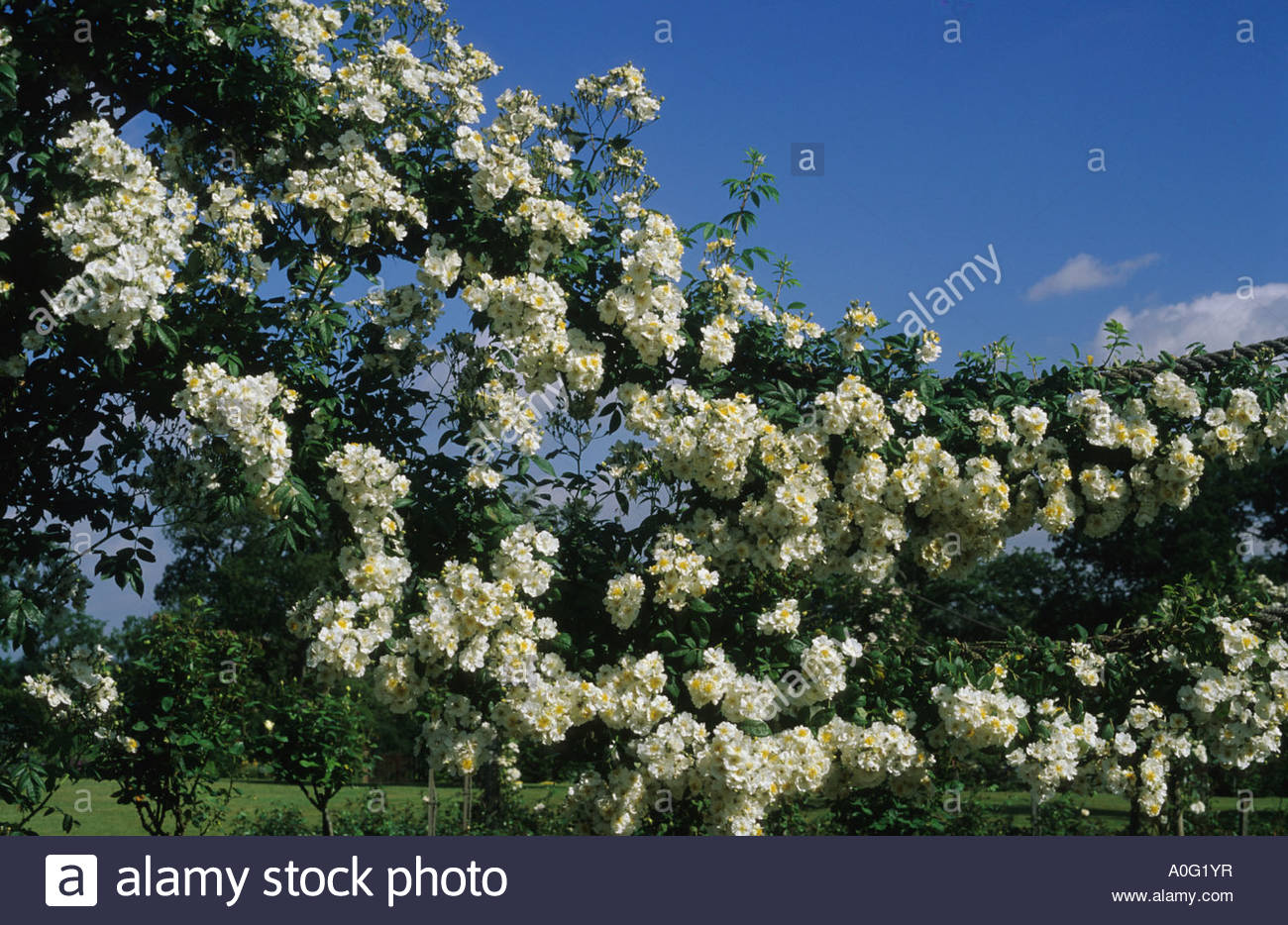 Rambling Rector Rose Stock Photos & Rambling Rector Rose Stock Images ...
