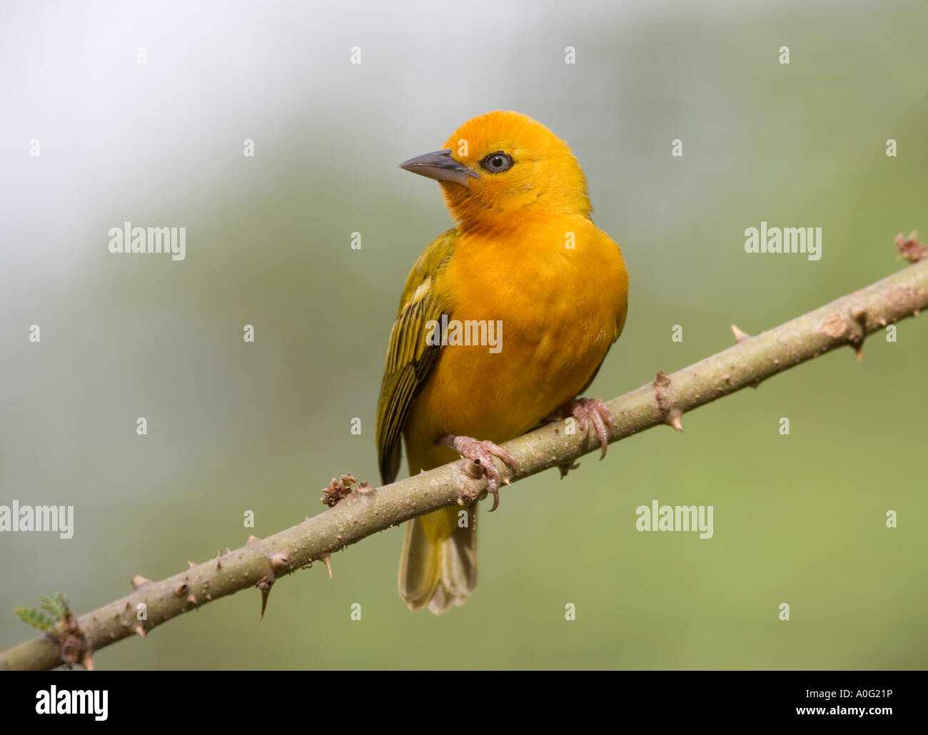 Ploceus aurantius hi-res stock photography and images - Alamy