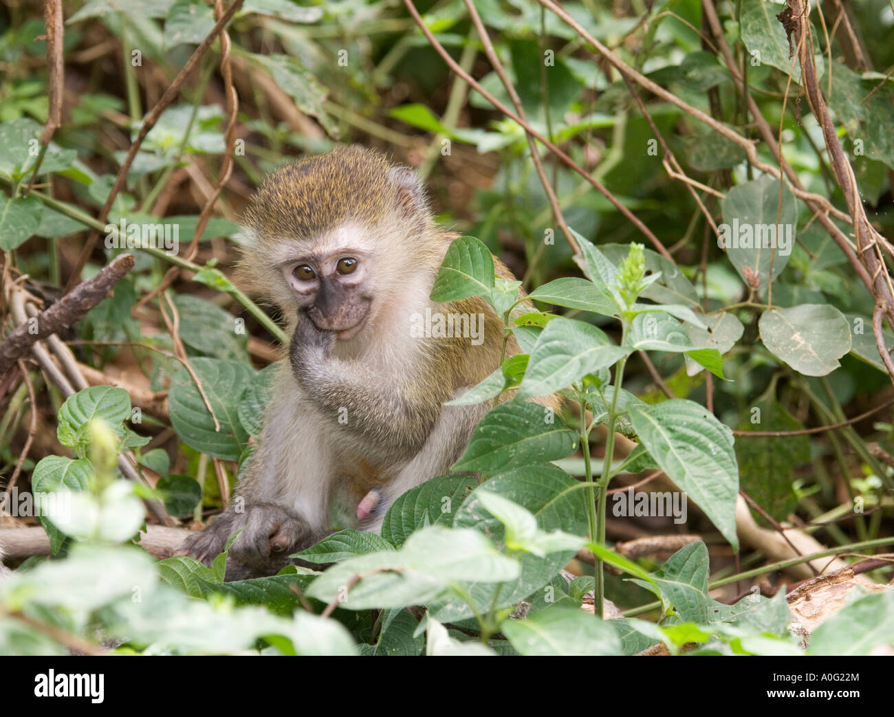 Vervet Monkey Ceropiyhecus aethiops Stock Photo - Alamy