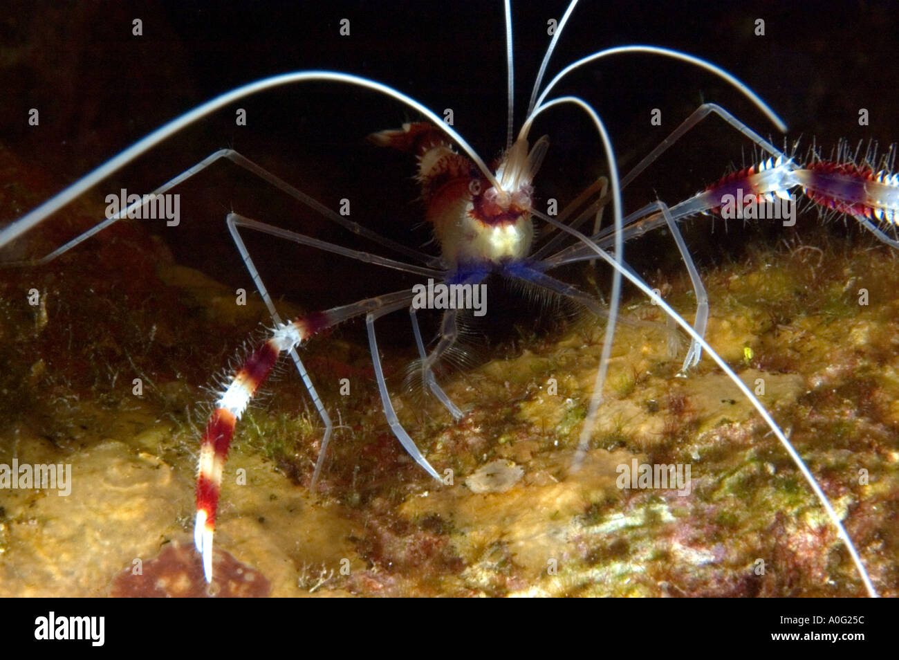 Banded Cleaner Shrimp (Stenopus hispidus) in the Southern Red Sea ...