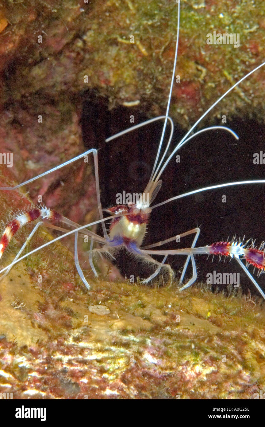 Banded coral shrimp stenopus hi-res stock photography and images - Alamy