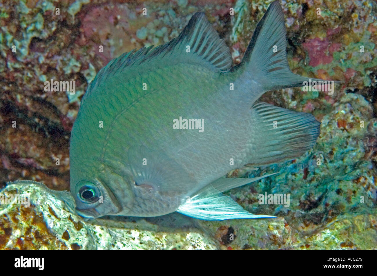 Whitebelly Damselfish (Amblyglyphidodon leucogaster) in the Southern ...